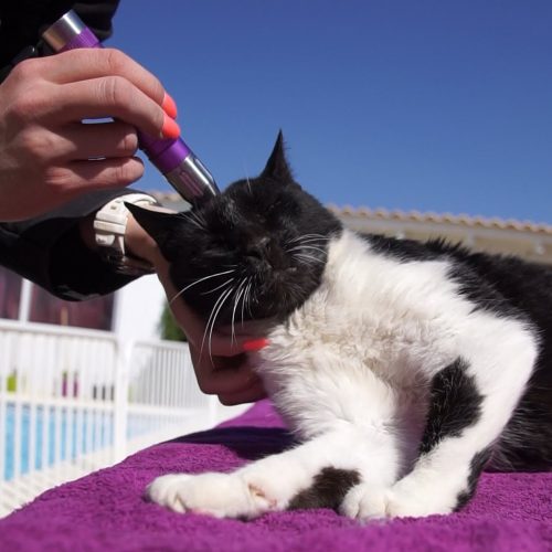 1. Pro Torch - Advanced Photonic Therapy