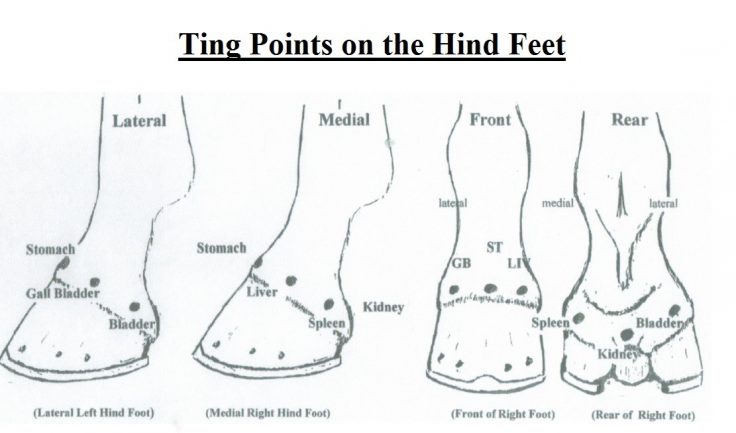 Ting Points - Advanced Photonic Therapy